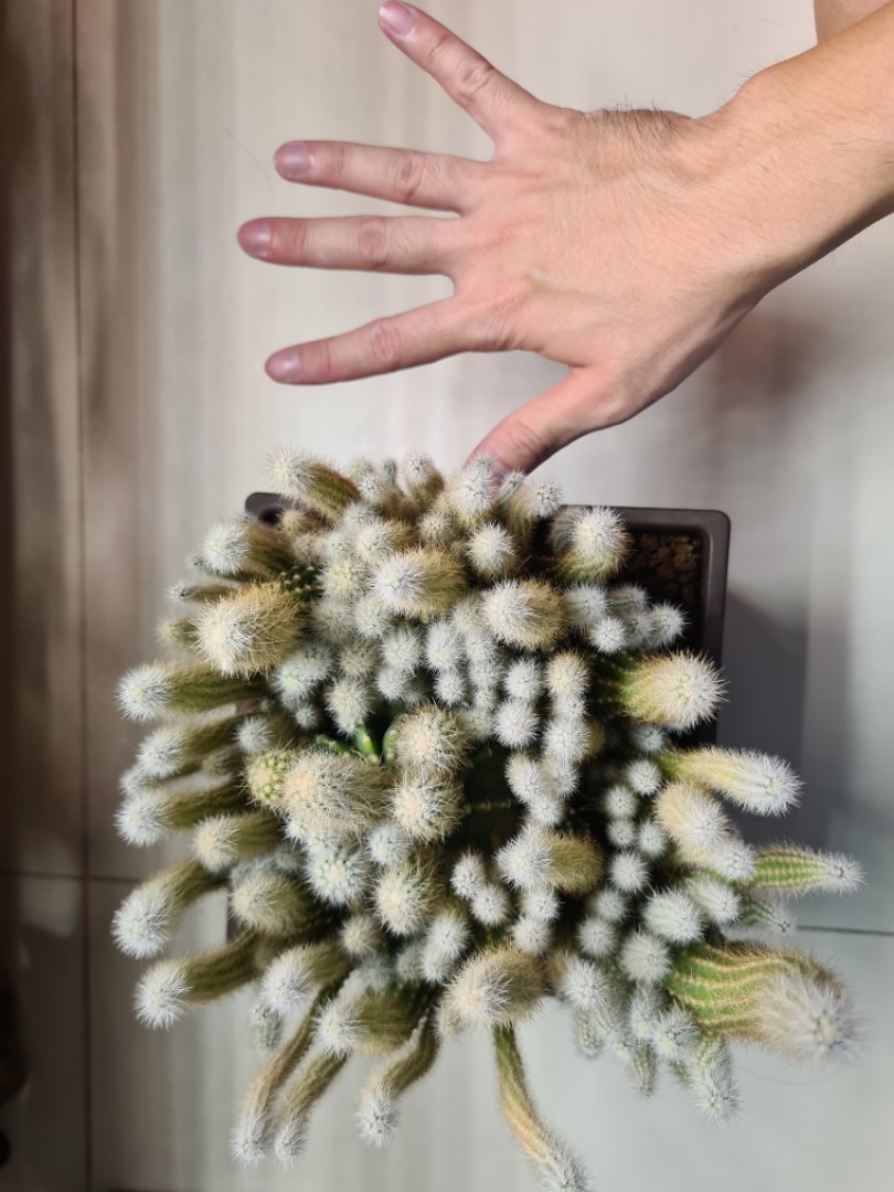 Echinopsis cactus XXL, Furniture & Home Living, Gardening, Plants ...