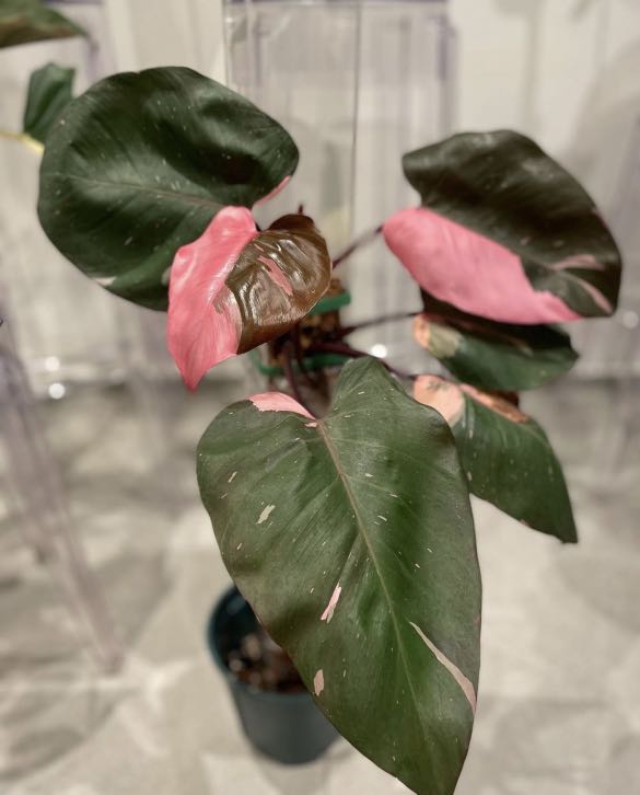 Node cutting - philodendron pink princess, Furniture & Home Living ...