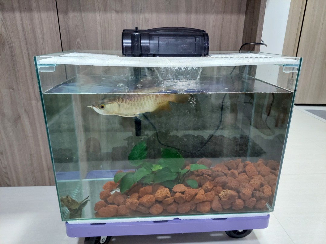 2ft Fish Tank, Pet Supplies, Homes & Other Pet Accessories on Carousell