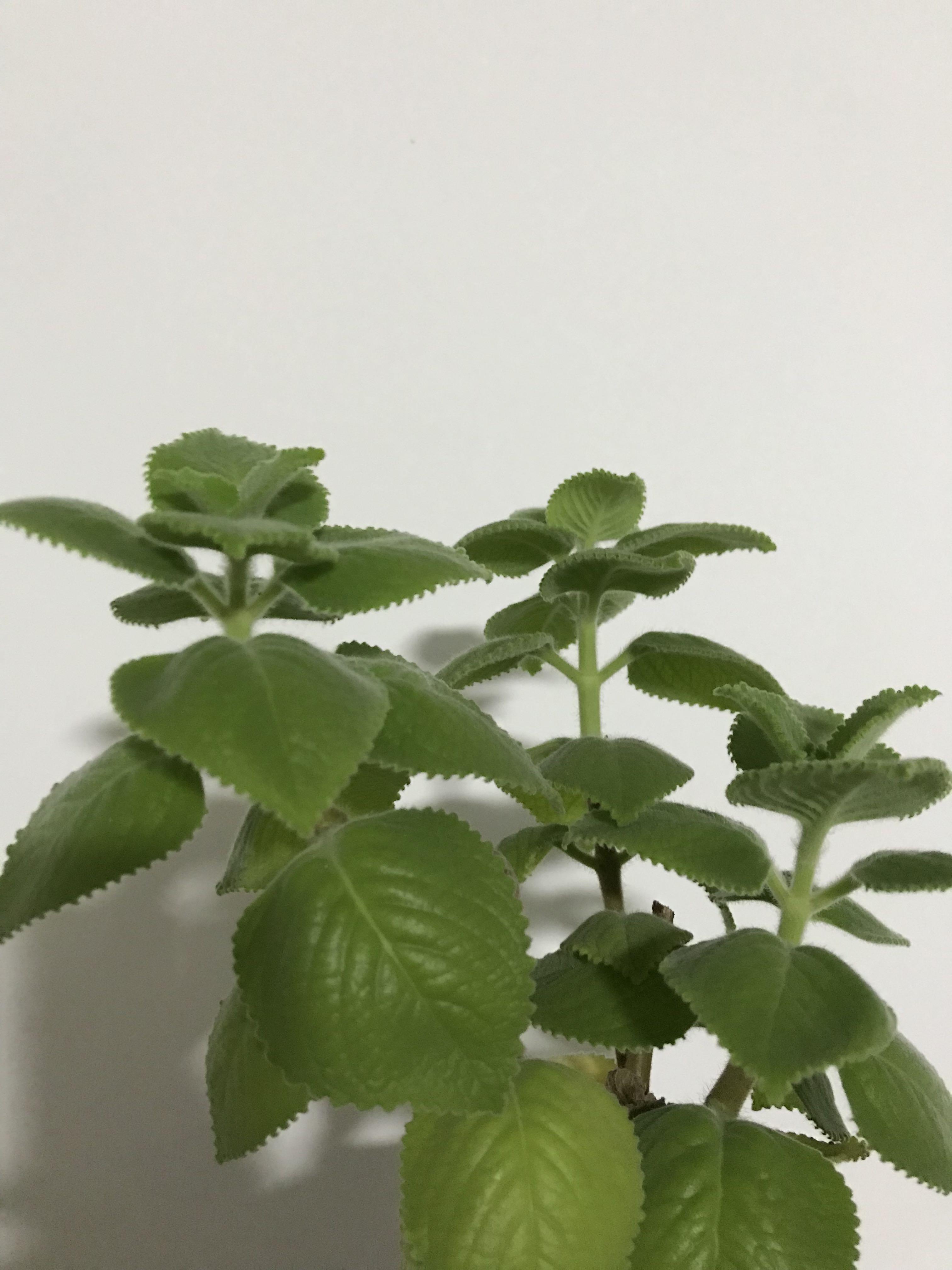 Coleus, neon potho, croton, snake, monstera adansonii, orchid keikis ...