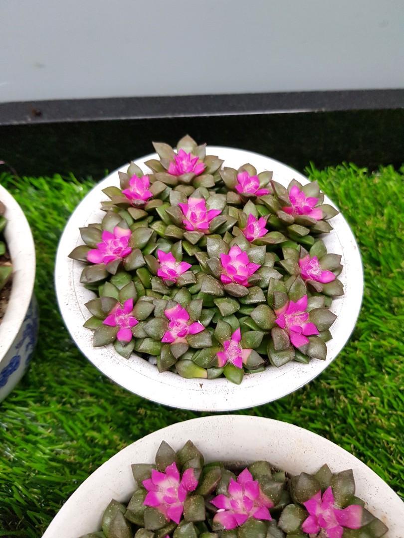 Anacampseros Pink Sunrise Succulent, Furniture & Home Living, Gardening ...
