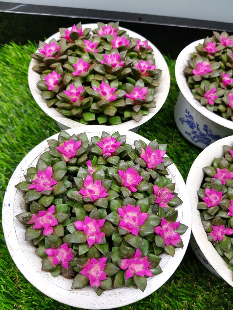 Anacampseros Pink Sunrise Succulent, Furniture & Home Living, Gardening ...