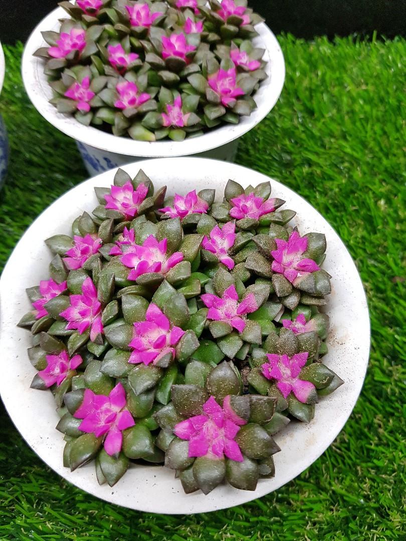 Anacampseros Pink Sunrise Succulent, Furniture & Home Living, Gardening ...