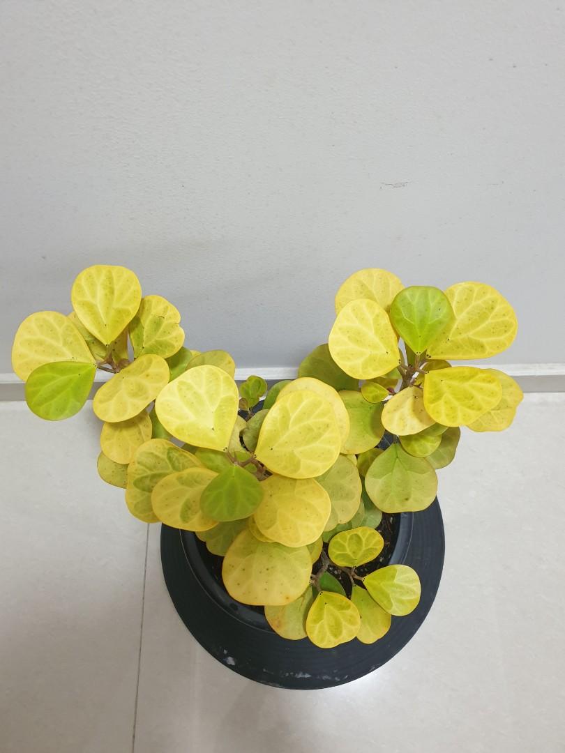 Ficus deltoidea gold, Furniture & Home Living, Gardening, Plants ...