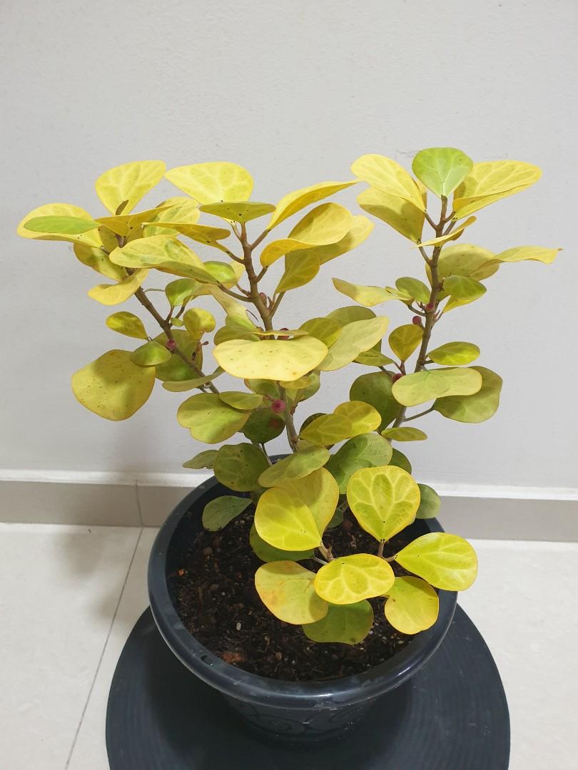 Ficus deltoidea gold, Furniture & Home Living, Gardening, Plants ...
