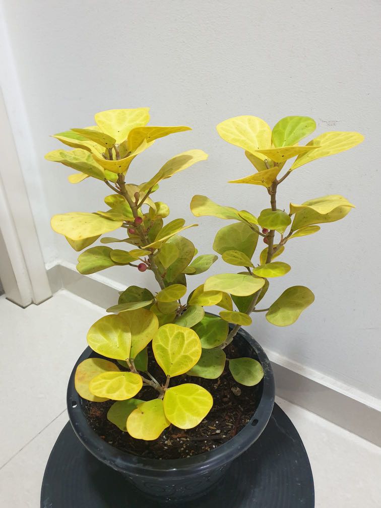 Ficus deltoidea gold, Furniture & Home Living, Gardening, Plants ...