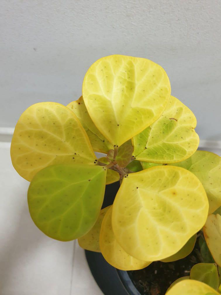 Ficus deltoidea gold, Furniture & Home Living, Gardening, Plants ...