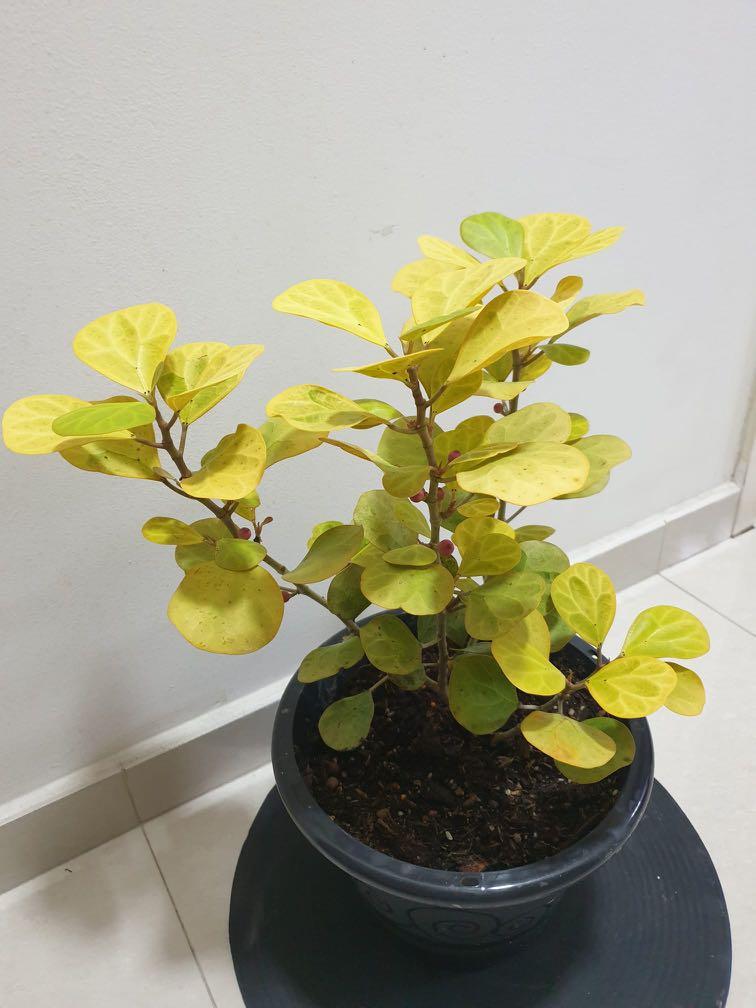 Ficus deltoidea gold, Furniture & Home Living, Gardening, Plants ...