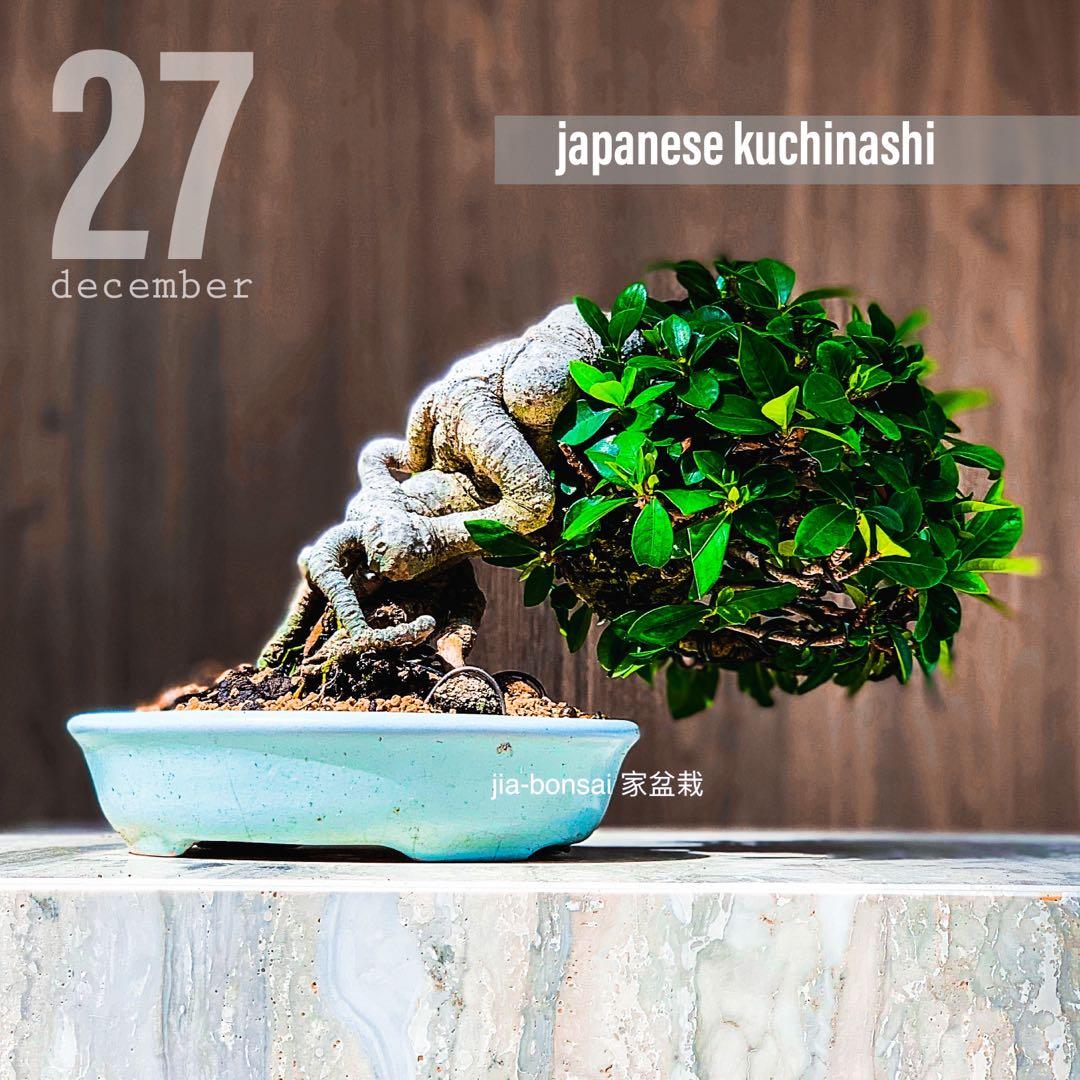 Flowering Japanese Kuchinashi Bonsai, Furniture & Home Living ...