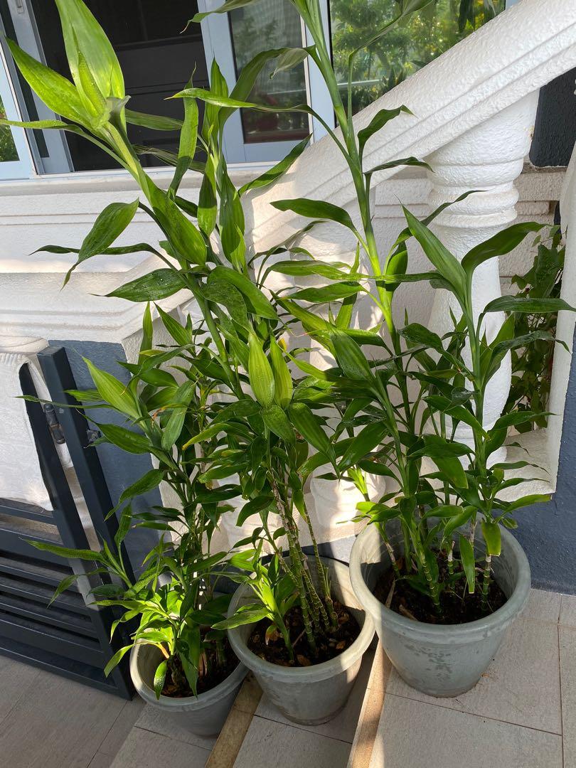 Guan Yin Zhu / Bamboo, Furniture & Home Living, Gardening, Plants ...
