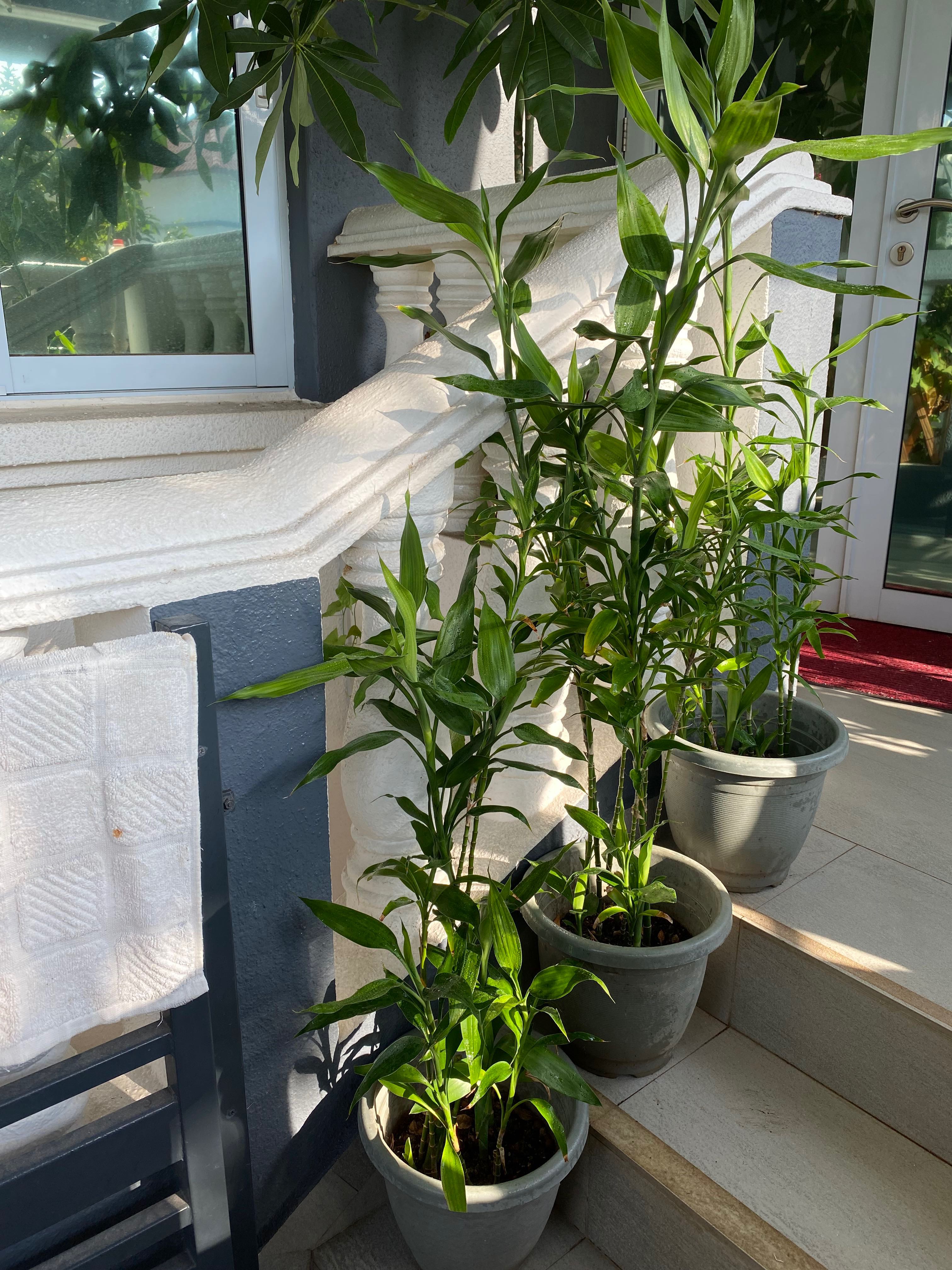 Guan Yin Zhu / Bamboo, Furniture & Home Living, Gardening, Plants ...