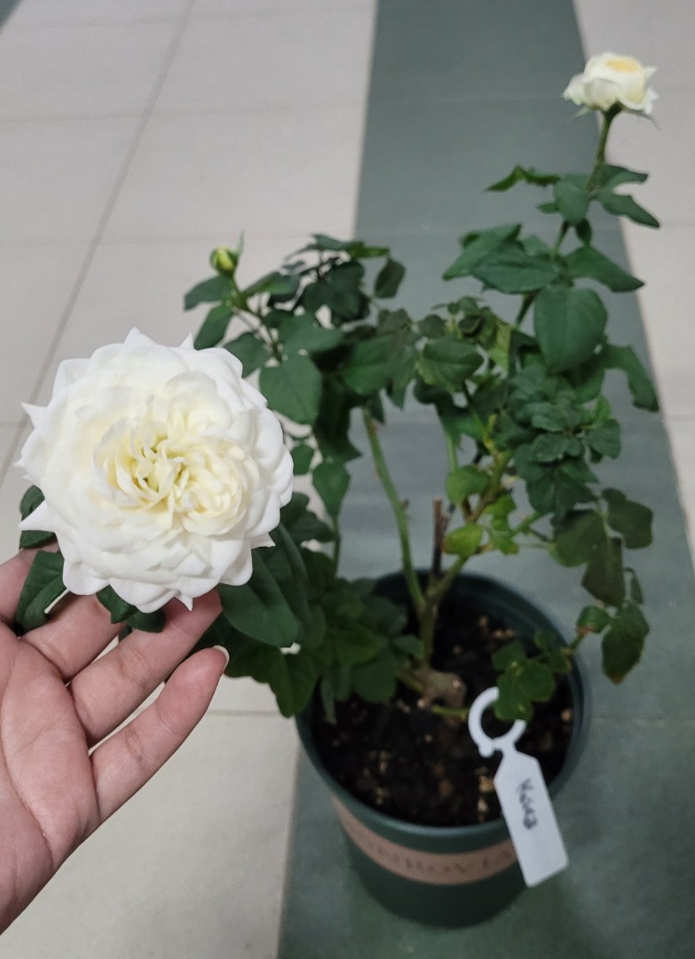 Keira Rose plant, Furniture & Home Living, Gardening, Plants & Seeds on ...