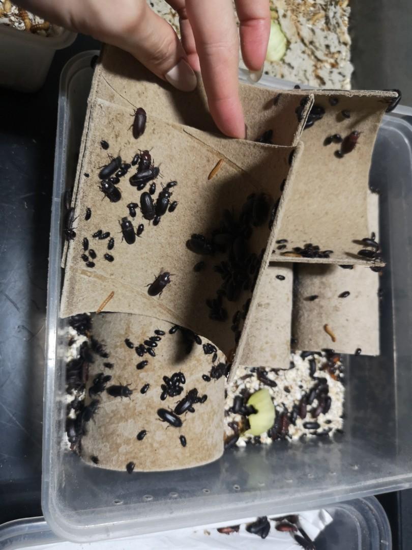 Live Buffalo Beetle / Mealworm / Buffalo worms (aka small mealworms ...