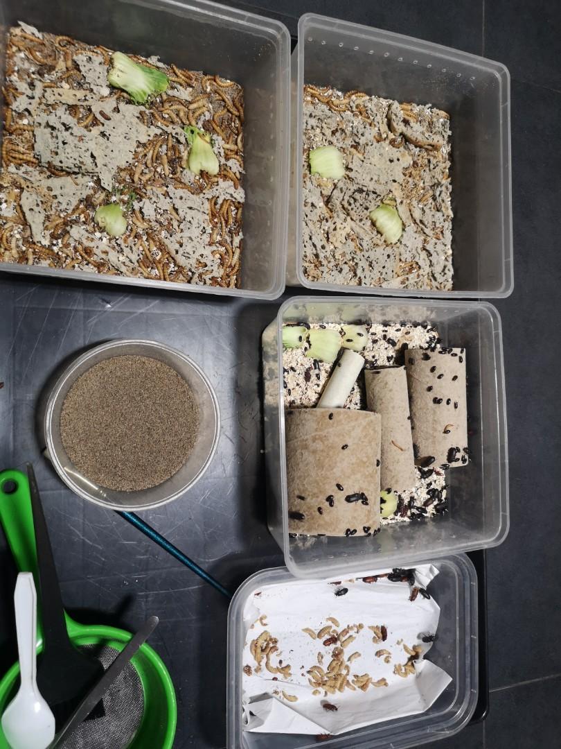 Live Buffalo Beetle / Mealworm / Buffalo worms (aka small mealworms ...