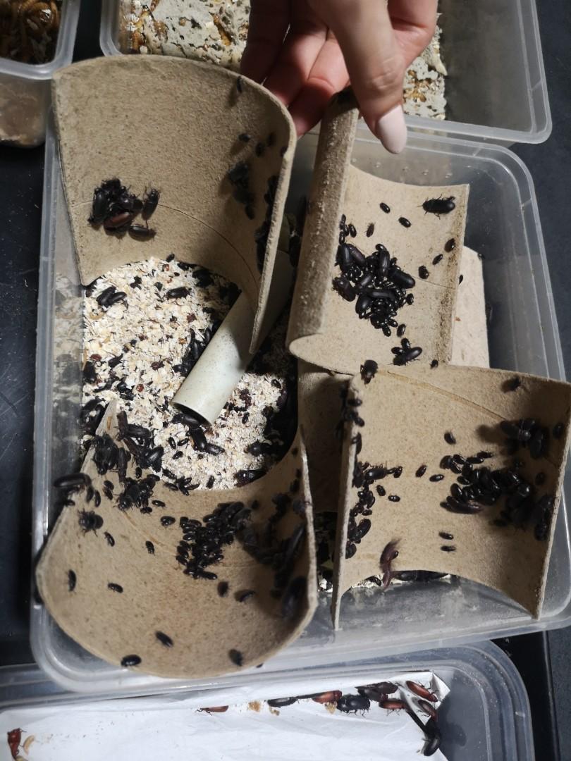 Live Buffalo Beetle / Mealworm / Buffalo worms (aka small mealworms ...