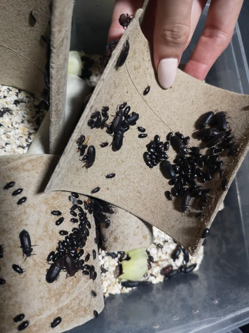 Live Buffalo Beetle / Mealworm / Buffalo worms (aka small mealworms ...