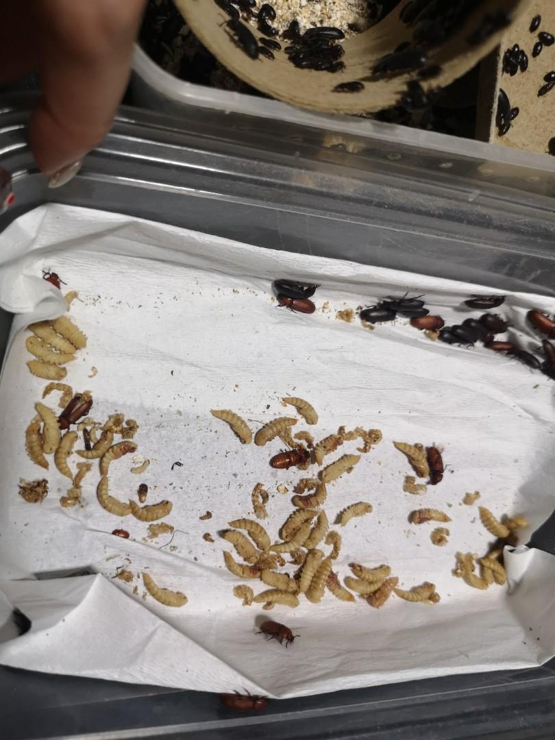 Live Buffalo Beetle / Mealworm / Buffalo worms (aka small mealworms ...