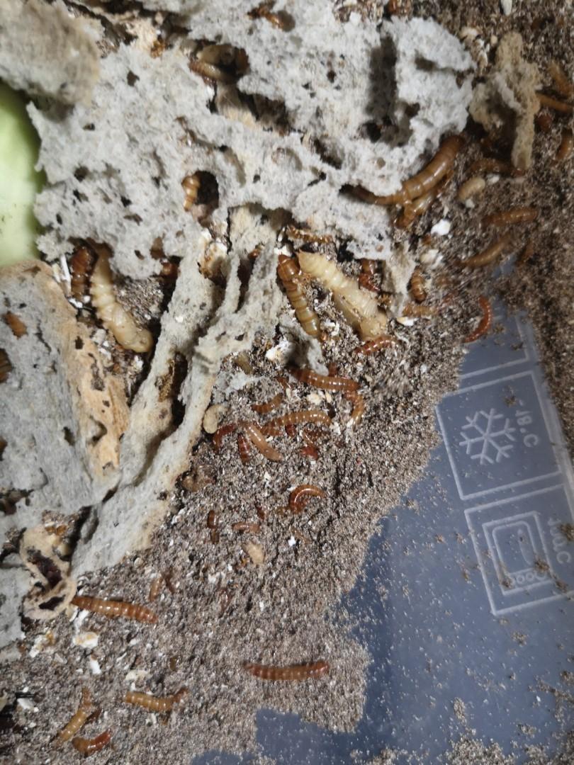 Live Buffalo Beetle / Mealworm / Buffalo worms (aka small mealworms ...