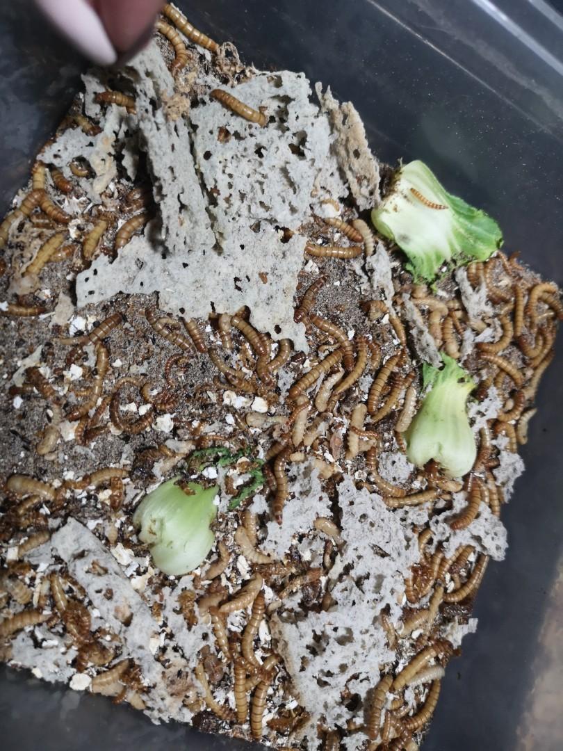 Live Buffalo Beetle / Mealworm / Buffalo worms (aka small mealworms ...