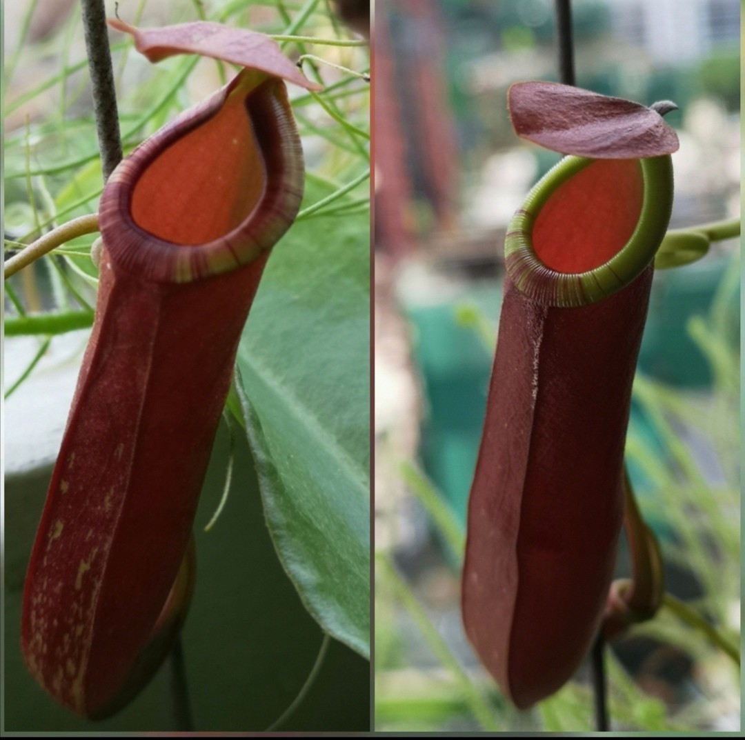Nepenthes Pitcher plant Mirabilis Seed pod, Furniture & Home Living ...