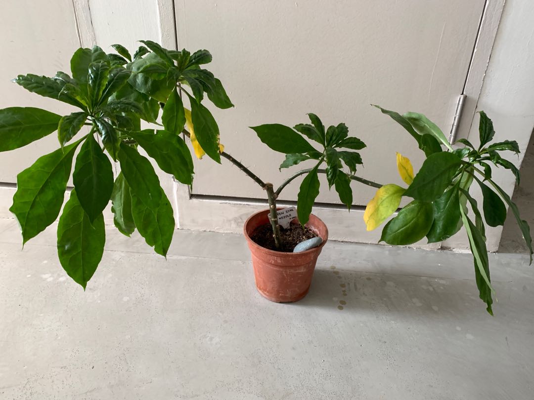 Seven Star Needle | Pereskia Bleo | Rose Cactus, Furniture & Home ...