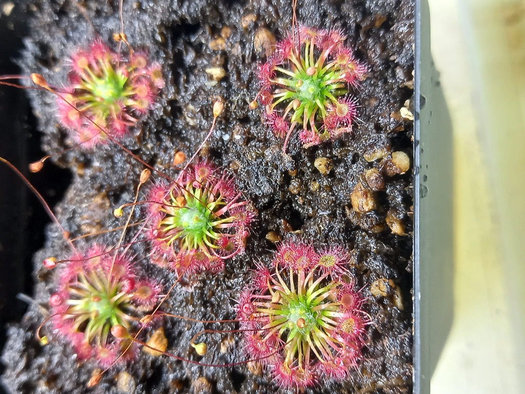 Big pot of Pygmy sundew Drosera × badgerupii many plants, Furniture ...