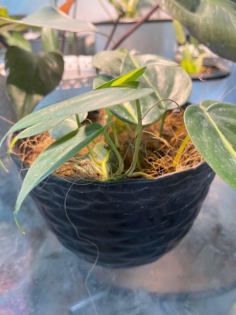 Brazil pothos, Furniture & Home Living, Gardening, Plants & Seeds on ...