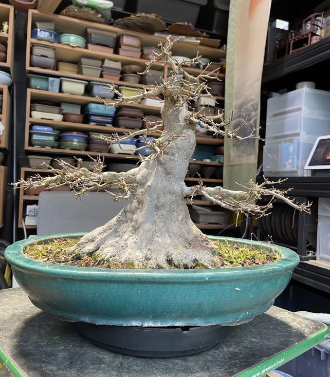 Japanese Trident Maple, Furniture & Home Living, Gardening, Plants ...