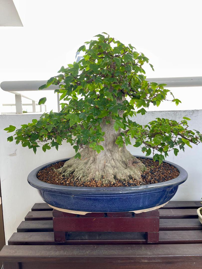 Japanese Trident Maple, Furniture & Home Living, Gardening, Plants ...