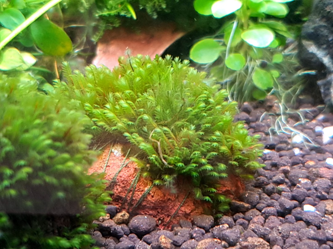 Mini fissiden moss, Furniture & Home Living, Gardening, Plants & Seeds ...