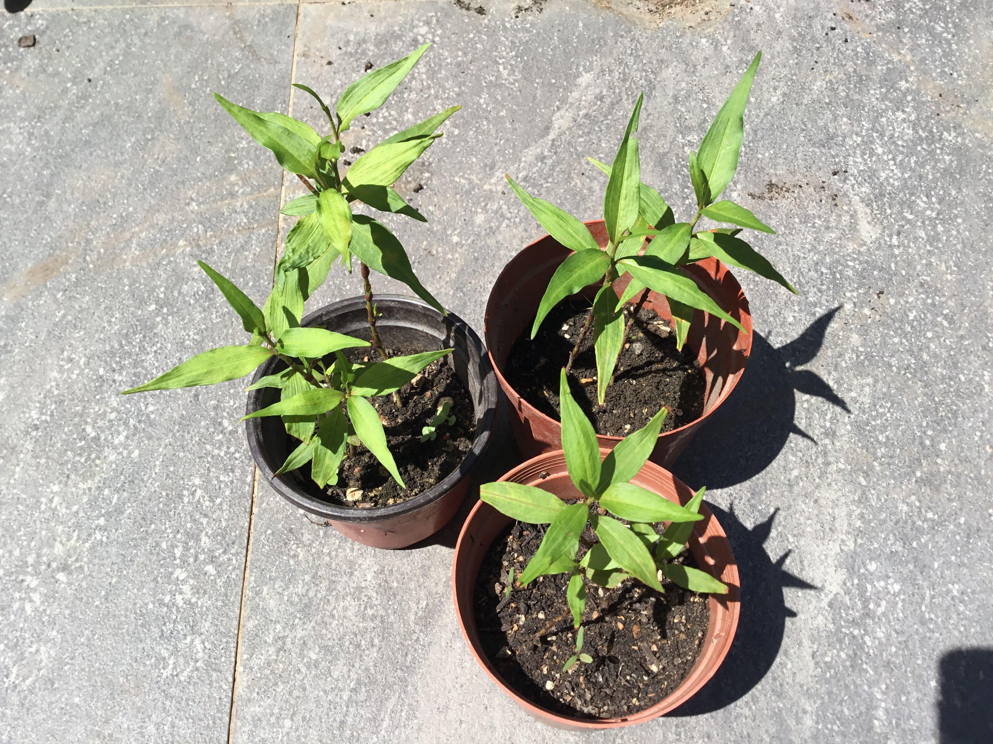 New Batch ! Laksa Leaf Plant Duan Kesum Homegrown Edible Herbs Chemical ...