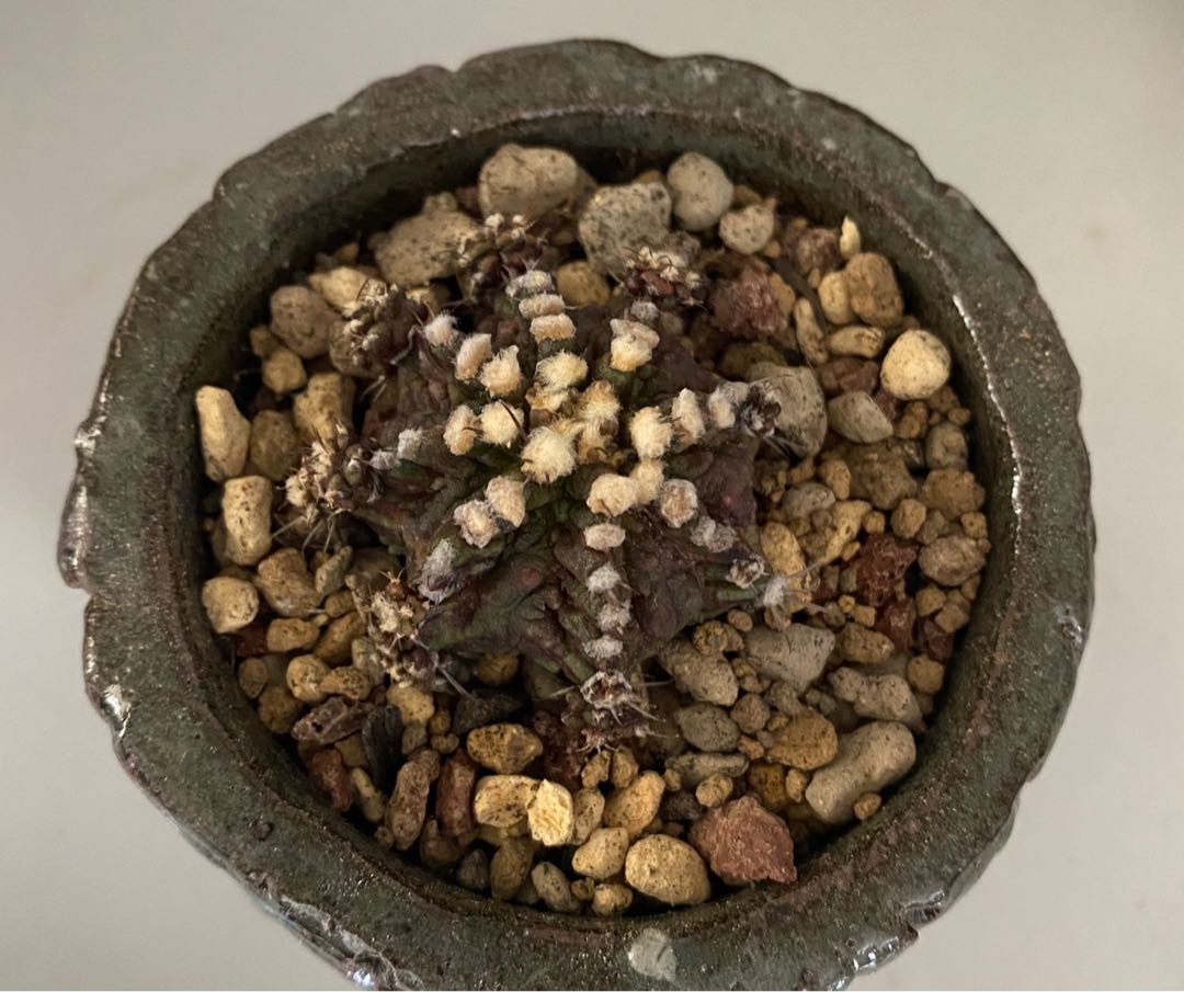 T-Rex cactus, Furniture & Home Living, Gardening, Plants & Seeds on ...