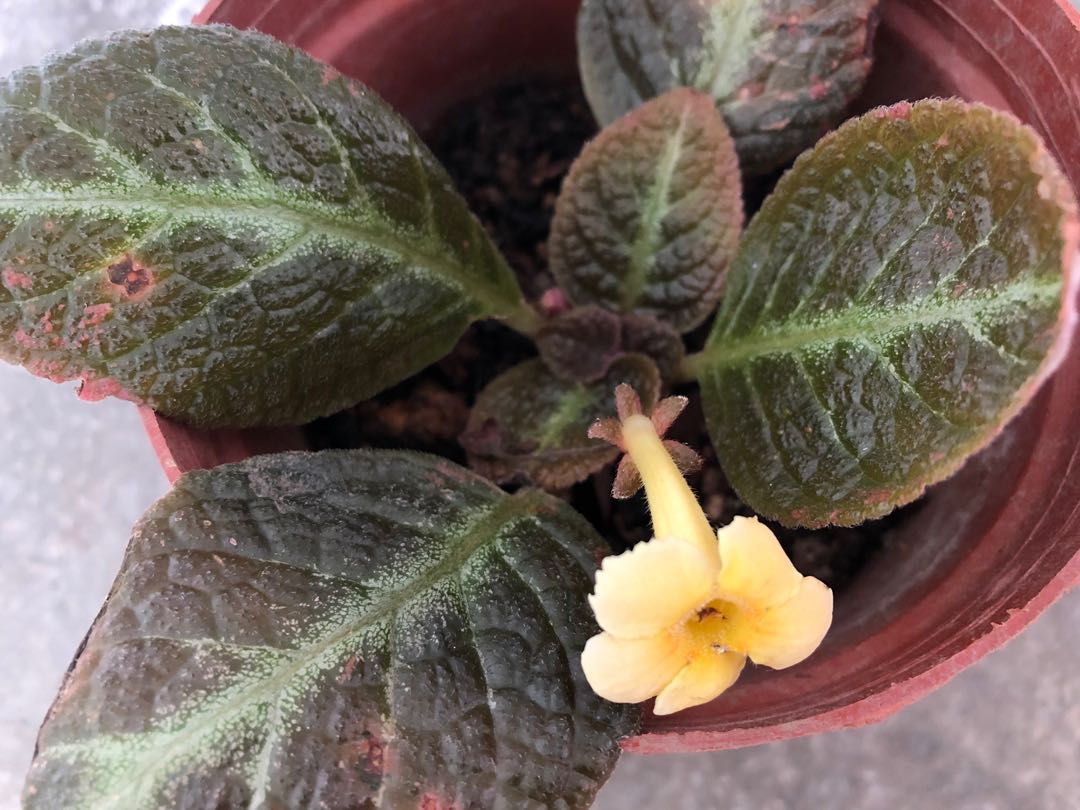 Yellow Episcia, Furniture & Home Living, Gardening, Plants & Seeds on ...