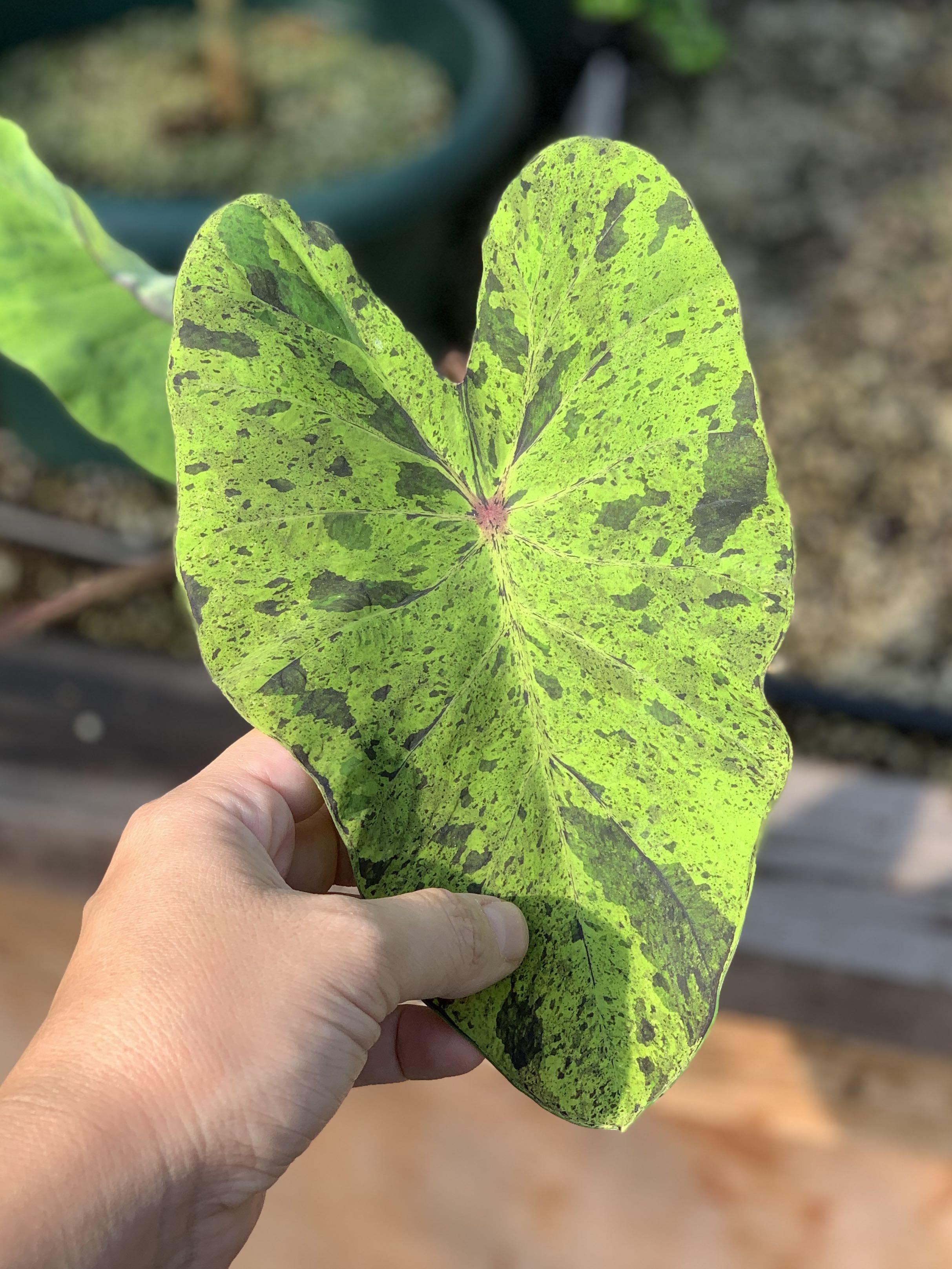 Colocasia mojito (B), Furniture & Home Living, Gardening, Plants ...