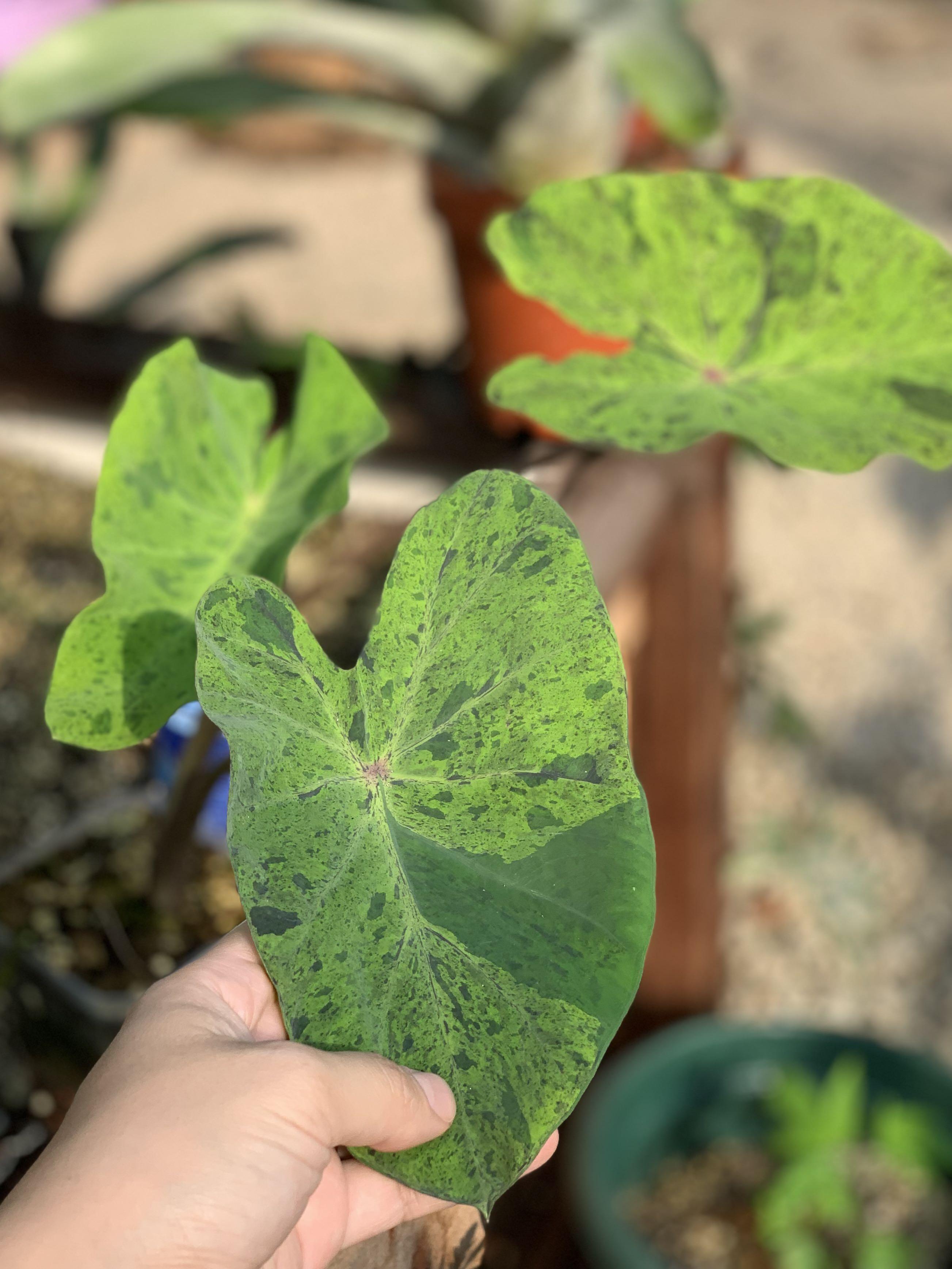 Colocasia mojito (C), Furniture & Home Living, Gardening, Plants ...