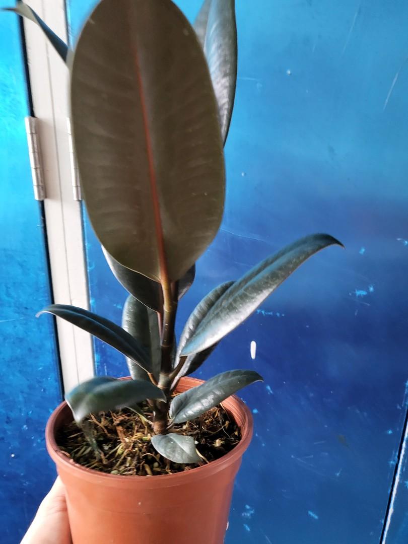 Ficus Elastica Decora Rubber Tree Plant in 12cm pot aka 黑金刚 Bonsai ...