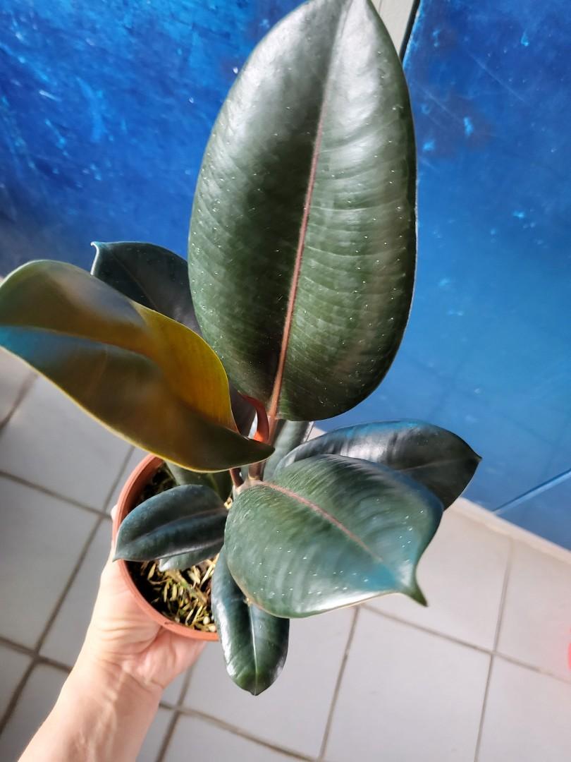 Ficus Elastica Decora Rubber Tree Plant in 12cm pot aka 黑金刚 Bonsai ...