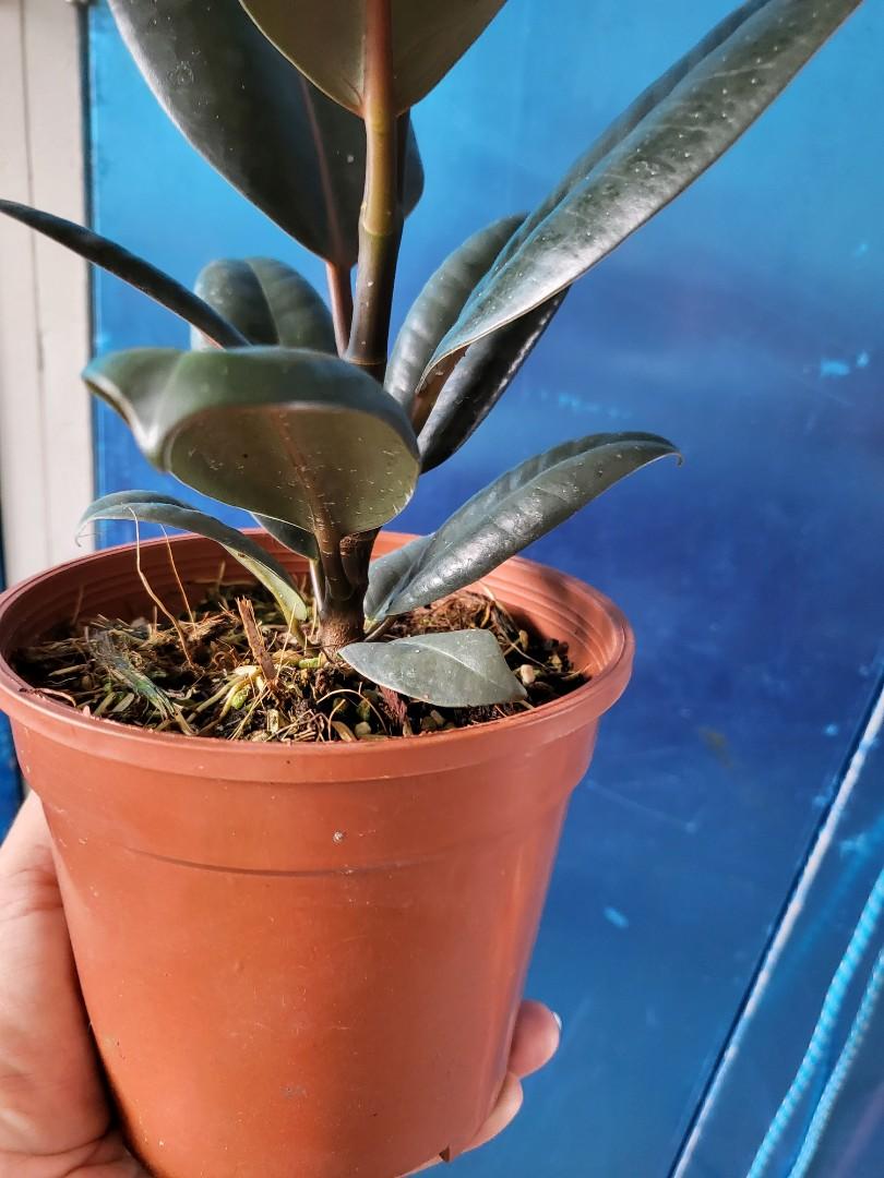 Ficus Elastica Decora Rubber Tree Plant in 12cm pot aka 黑金刚 Bonsai ...