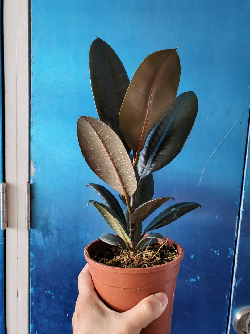 Ficus Elastica Decora Rubber Tree Plant in 12cm pot aka 黑金刚 Bonsai ...