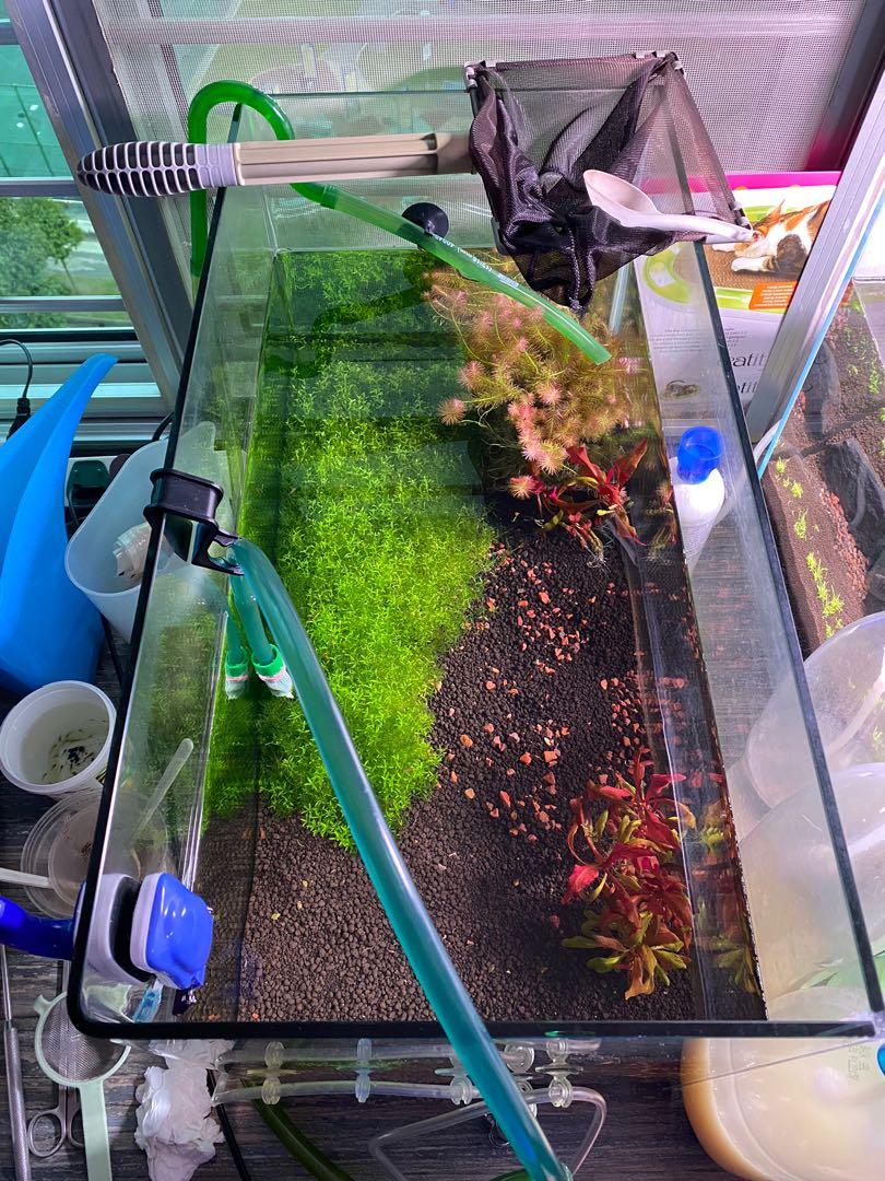 Fish Tank 60cm X 30cm X 40cm height, Pet Supplies, Homes & Other Pet ...