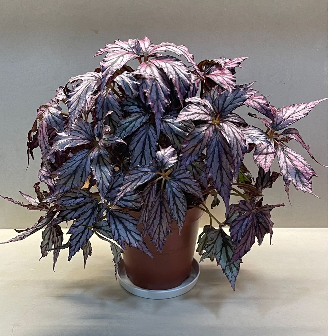 Holland Begonia Supernova (Huge), Furniture & Home Living, Gardening ...
