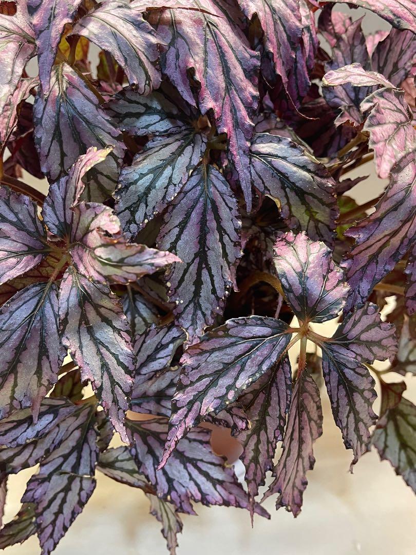 Holland Begonia Supernova (Huge), Furniture & Home Living, Gardening ...