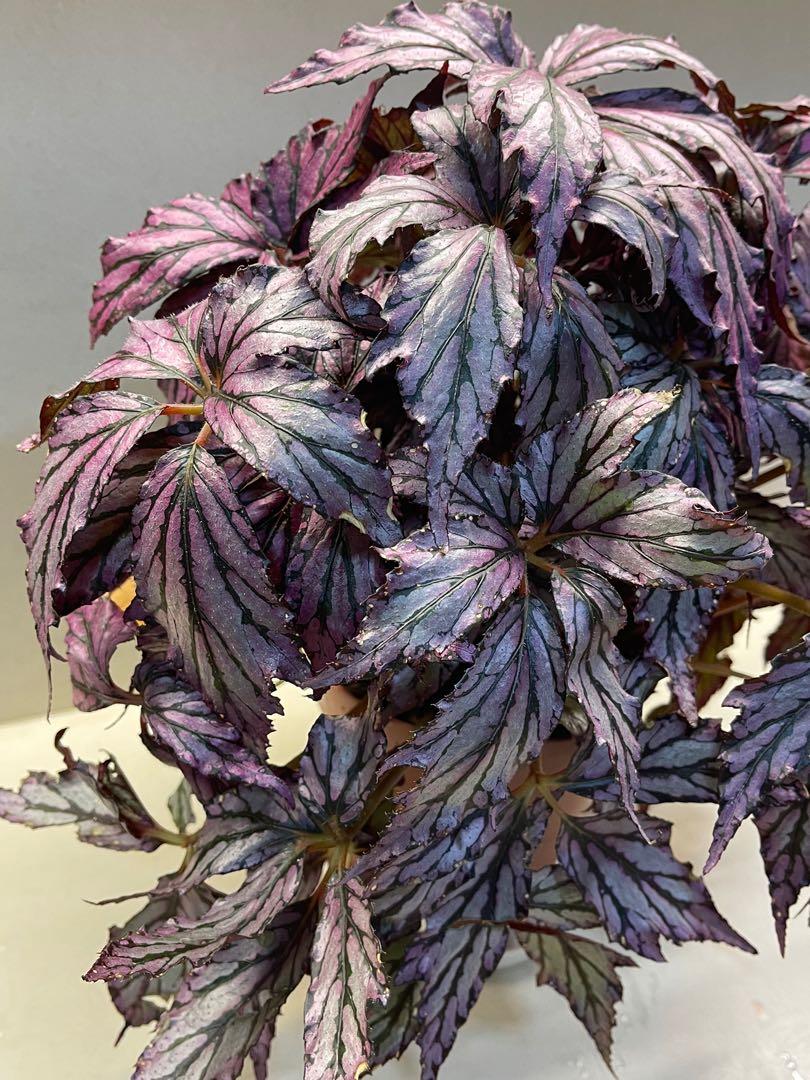 Holland Begonia Supernova (Huge), Furniture & Home Living, Gardening ...