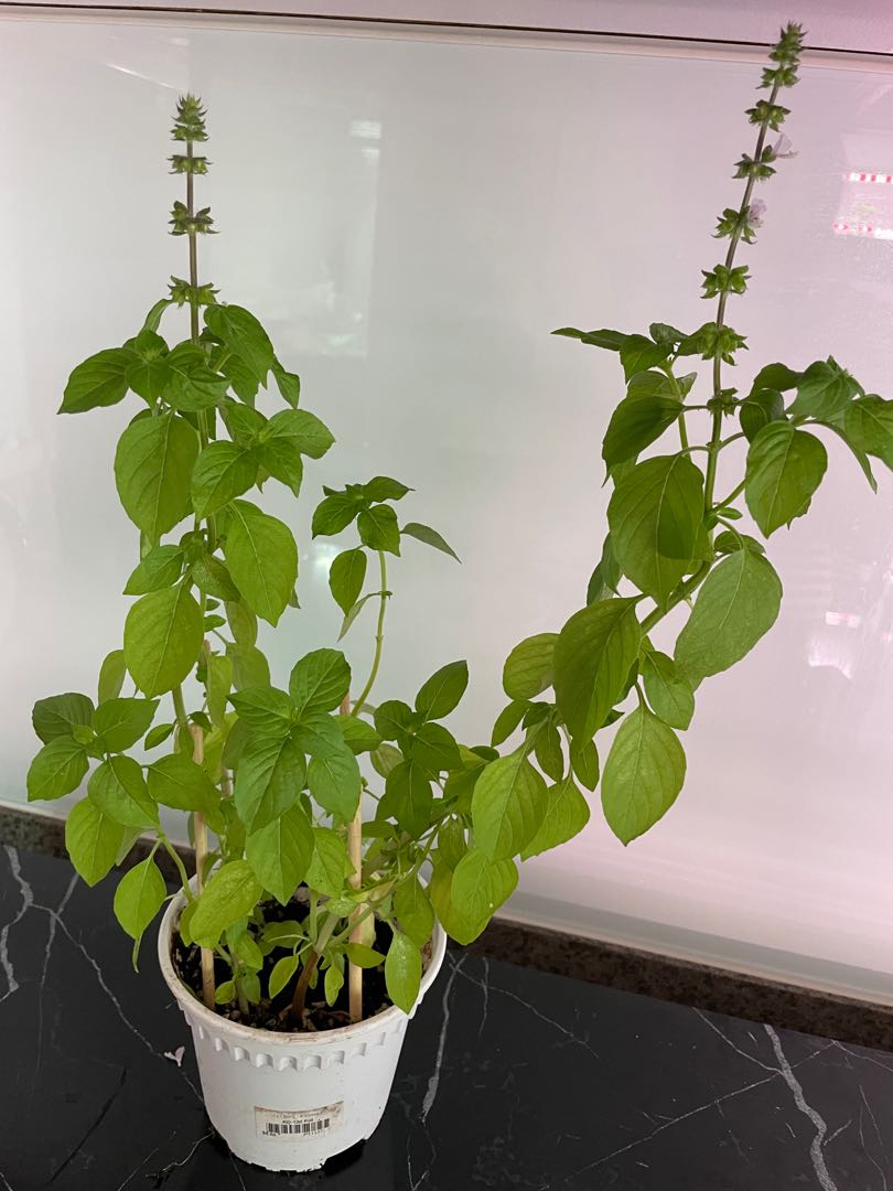 Mrs Burn Basil, Furniture & Home Living, Gardening, Plants & Seeds on ...