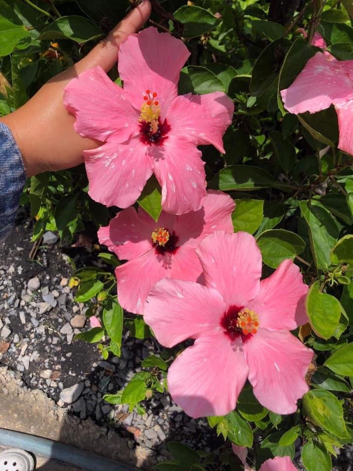 Pokok bunga raya pink tiger, Furniture & Home Living, Gardening, Plants ...