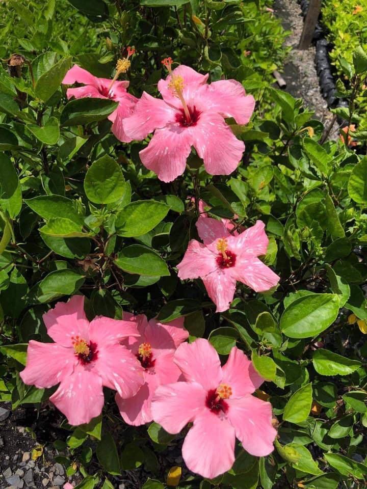 Pokok bunga raya pink tiger, Furniture & Home Living, Gardening, Plants ...