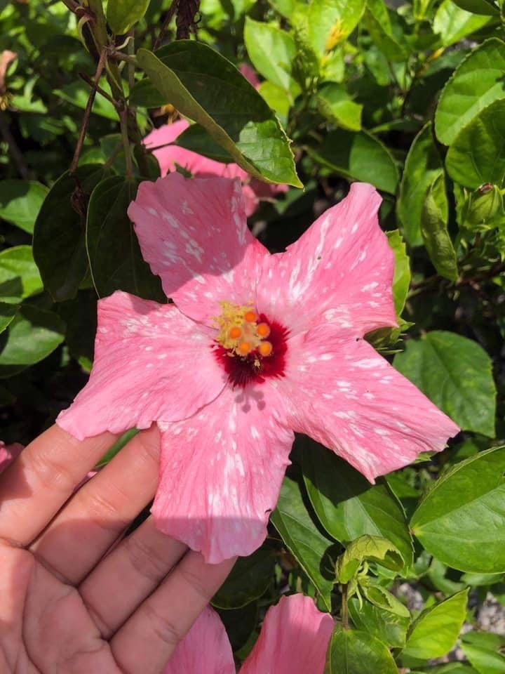 Pokok bunga raya pink tiger, Furniture & Home Living, Gardening, Plants ...