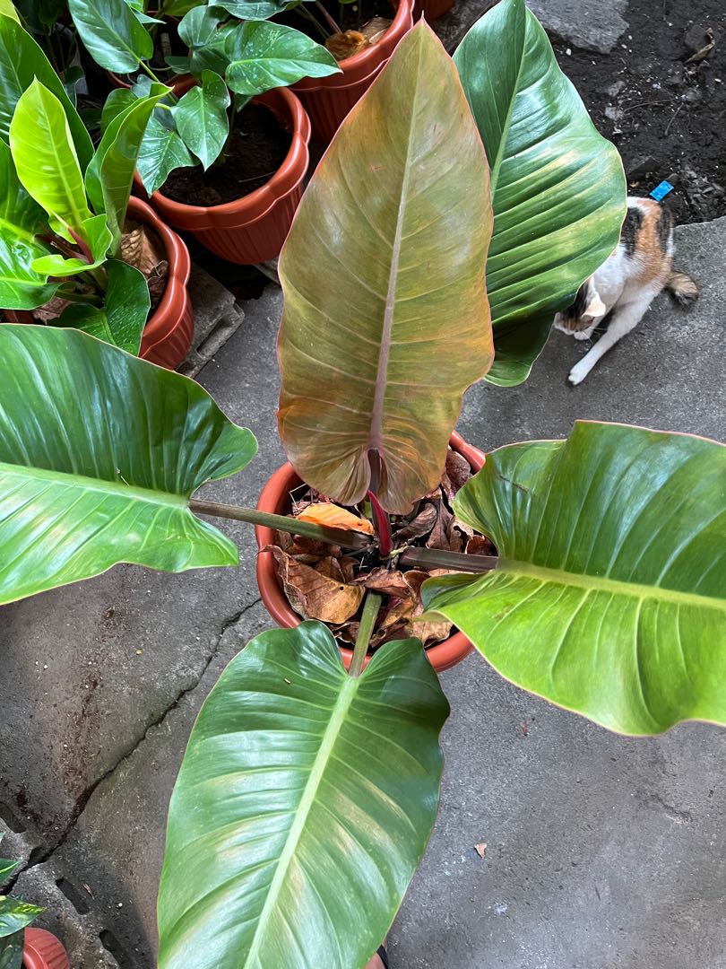 Prince Albert Philodendron, Furniture & Home Living, Gardening, Plants ...