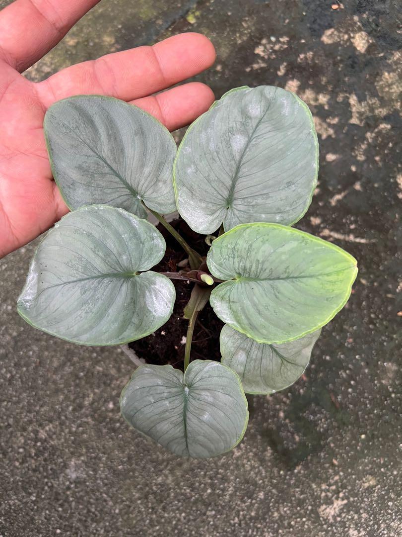 Apoballis silver, Furniture & Home Living, Gardening, Plants & Seeds on ...