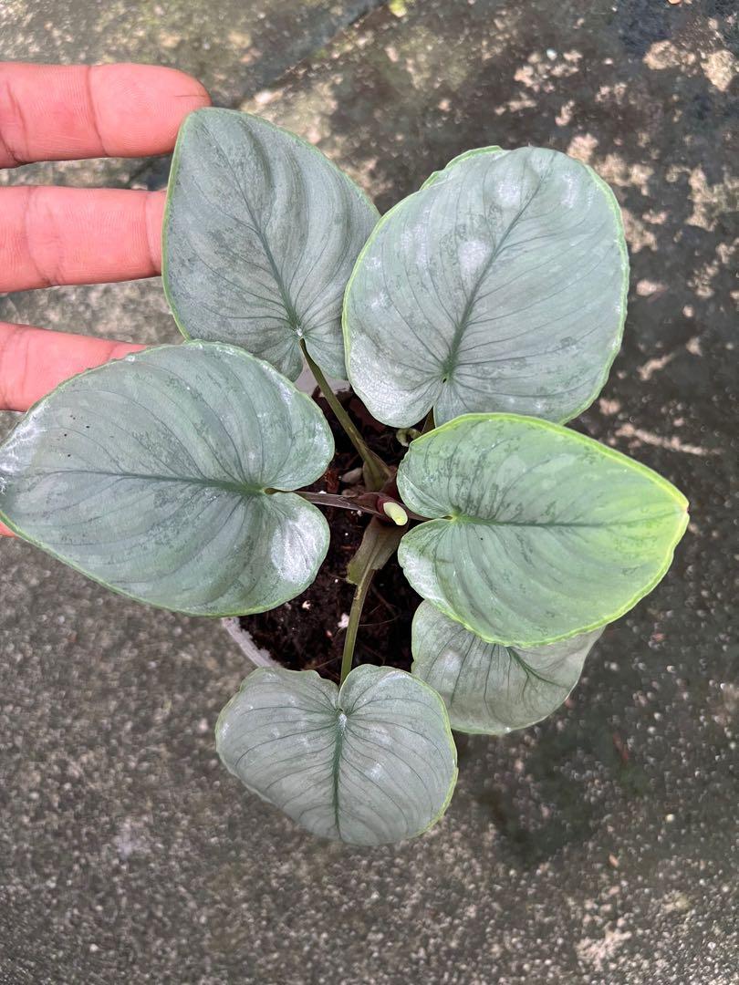 Apoballis silver, Furniture & Home Living, Gardening, Plants & Seeds on ...